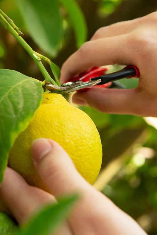 FELCO SA | Swiss Precision. Made to Last. – FELCO World